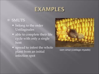 Basidiomycota | PPT