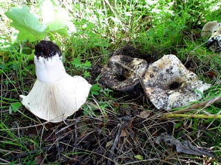 (BIOLOGIA DE HONGOS) División basidiomycota.pdf