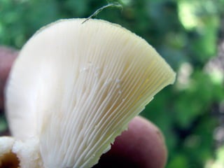 (BIOLOGIA DE HONGOS) División basidiomycota.pdf