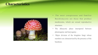 Basidiomycota by sohail | PPTX