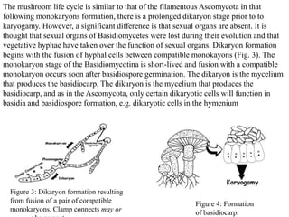 Basidiomycota F.ppt