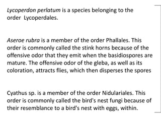 Basidiomycota F.ppt