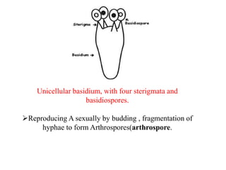 Basidiomycota F.ppt