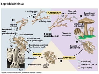 Coprinus Basidiocarp Slide