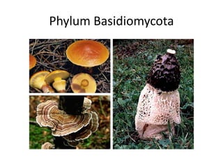 Basidiomycota slides | PPTX
