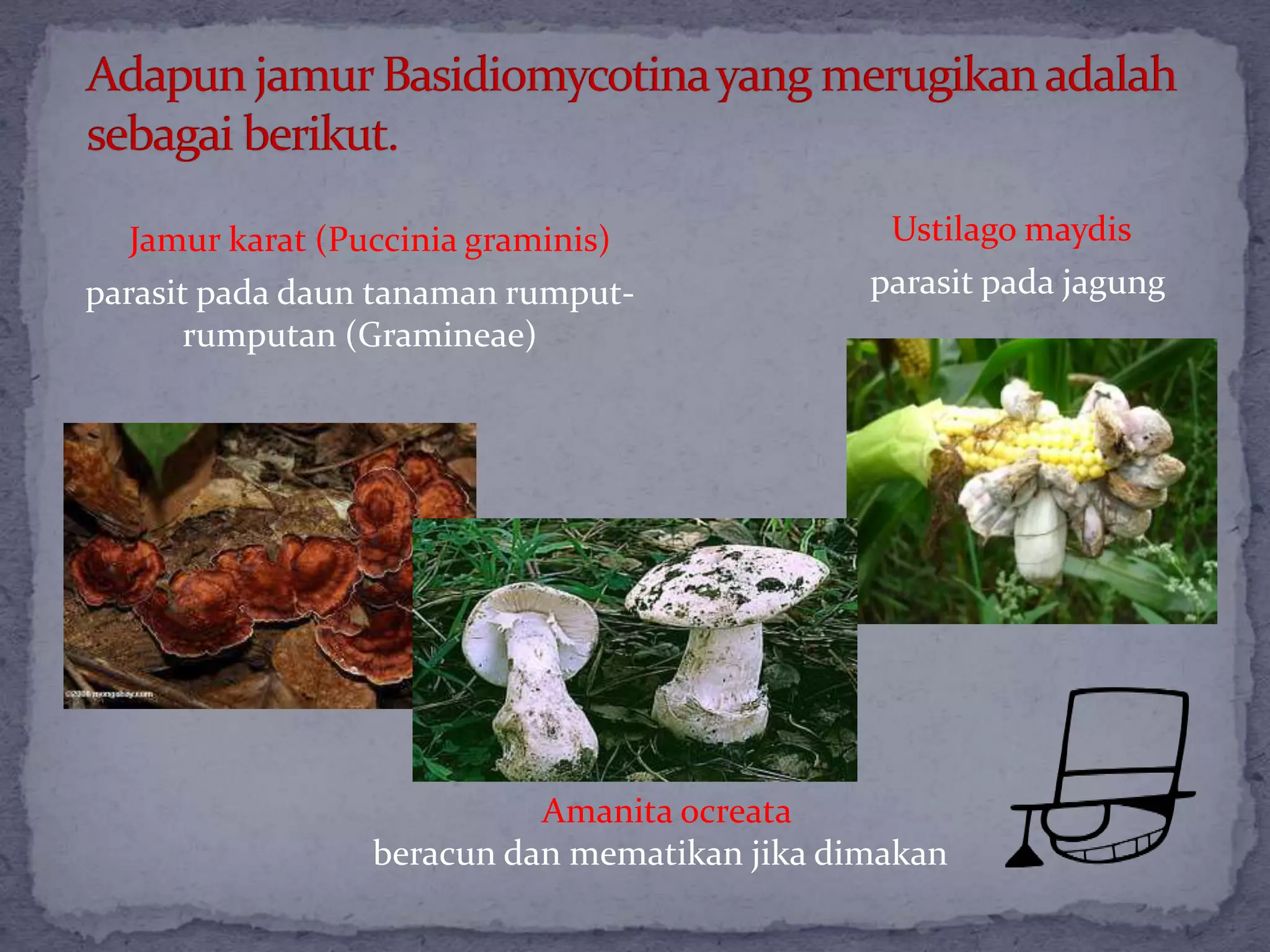 Basidiomycotina | PPTX