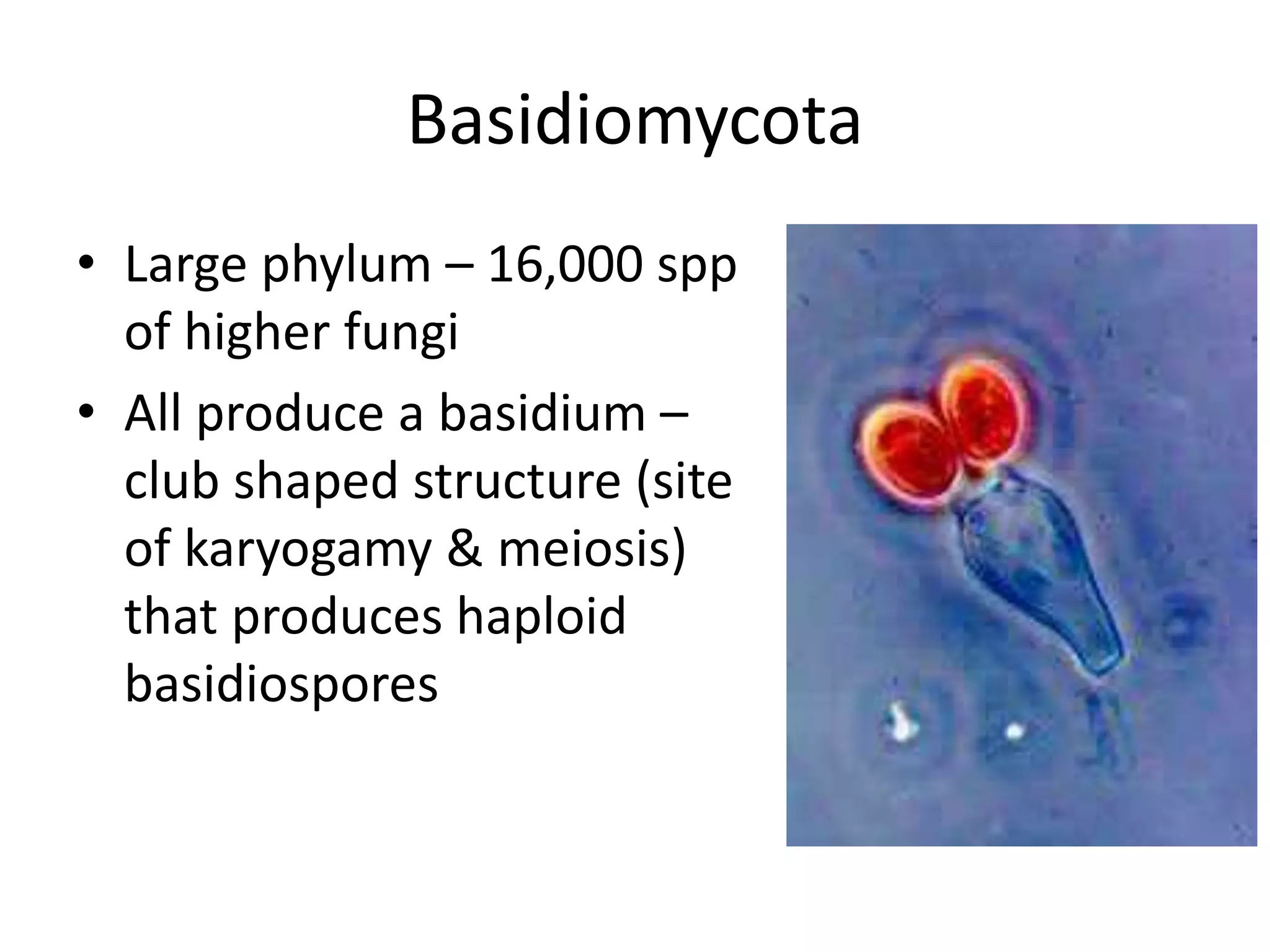 Basidiomycotina | PPTX