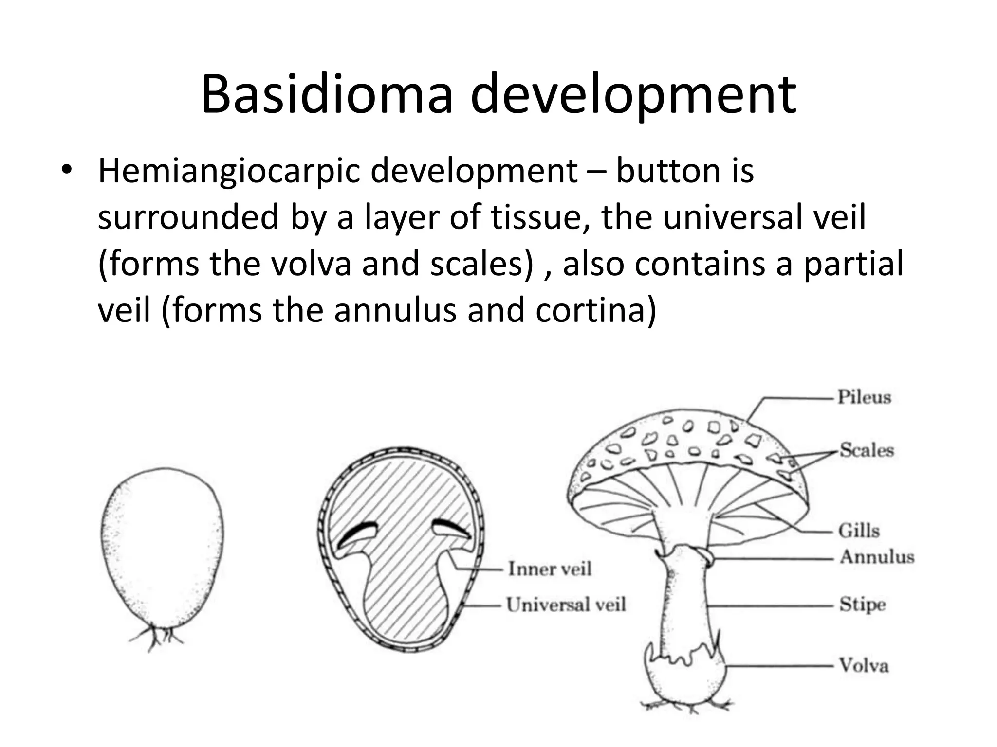Basidiomycotina | PPTX