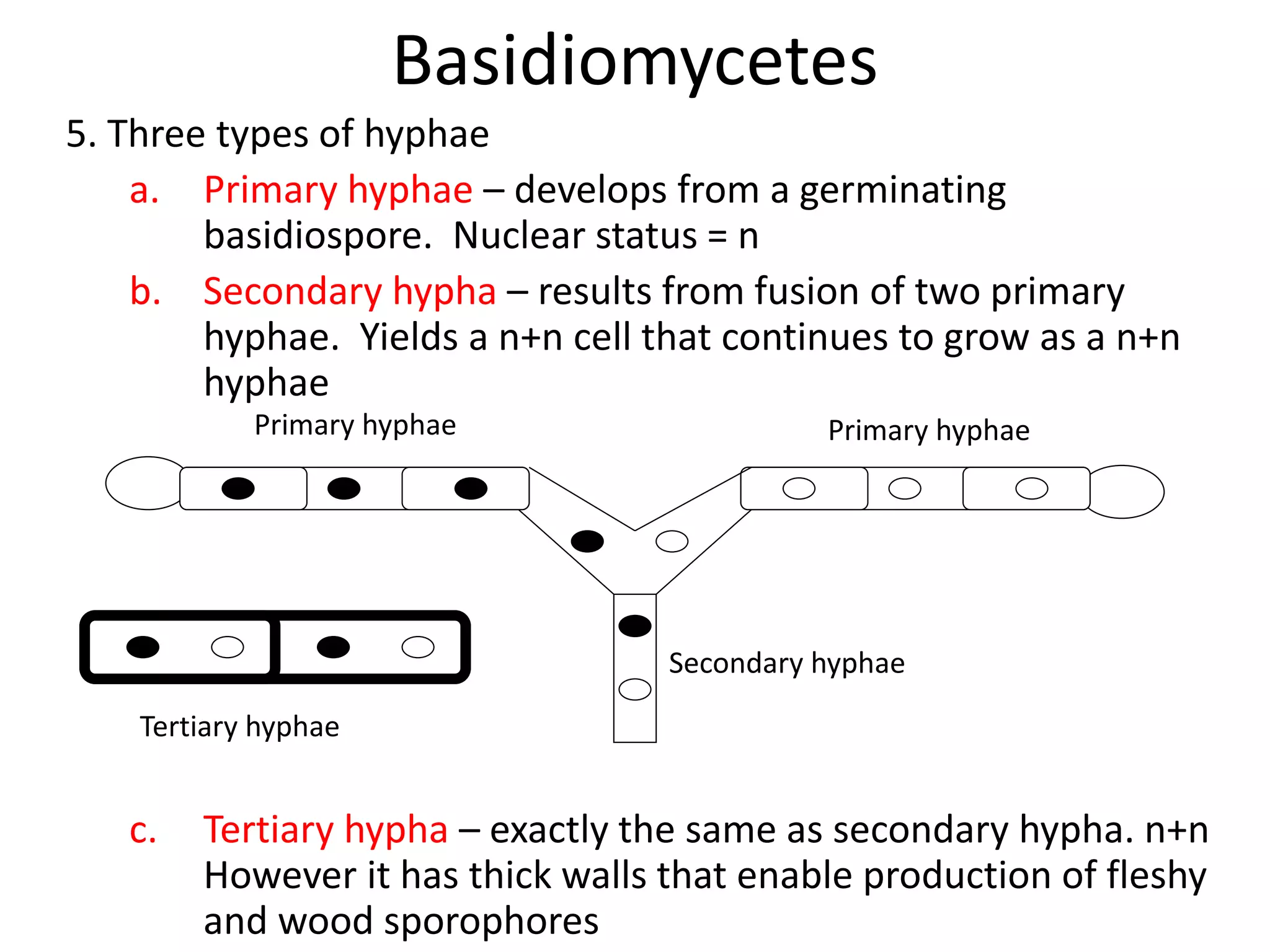 Basidiomycotina | PPTX
