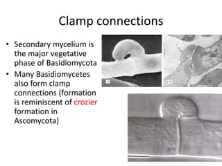Basidiomycotina | PPT