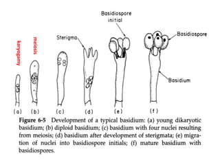 Basidiospores Diagram
