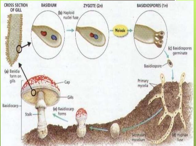 Basidiomycotina | PPT