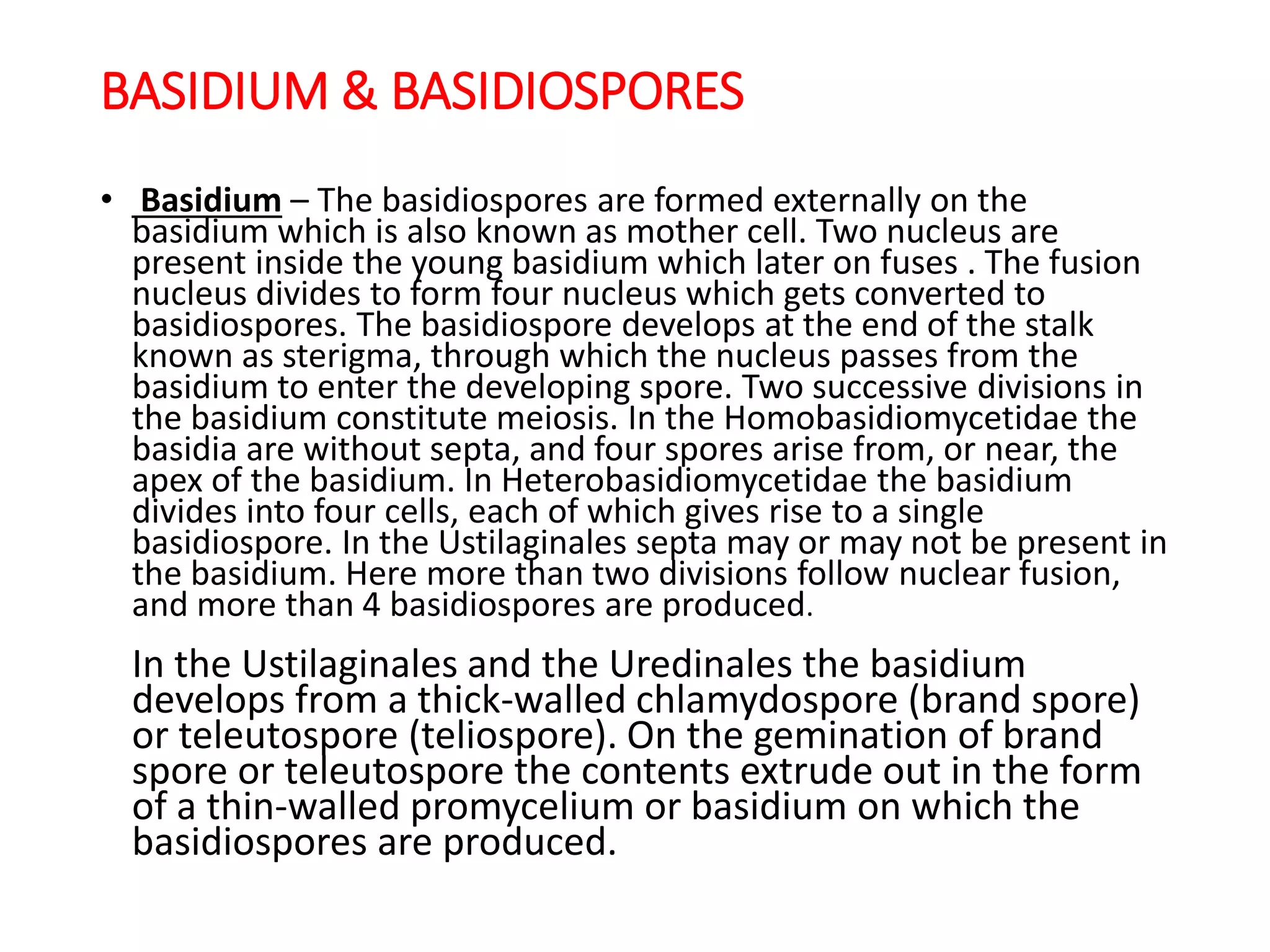 Basidiomycotina | PPTX