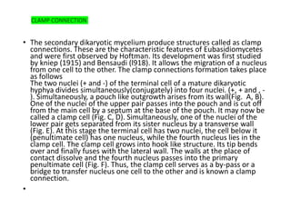 Basidiomycotina | PPTX