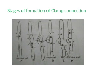 Basidiomycotina | PPTX