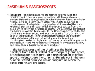 Basidiomycotina | PPTX