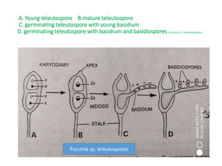 Basidiomycotina | PPTX