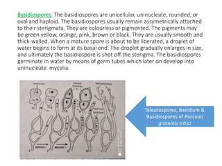 Basidiomycotina | PPTX