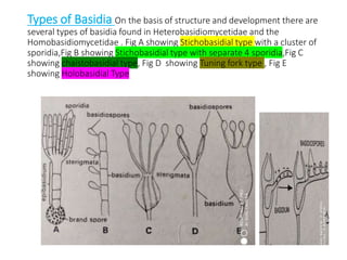 Basidiomycotina | PPTX