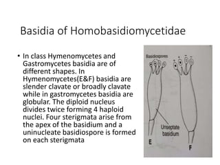 Basidiomycotina | PPTX