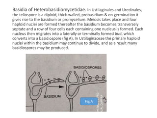 Basidiomycotina | PPTX