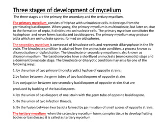 Basidiomycotina | PPTX