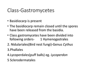 Basidiomycotina | PPTX