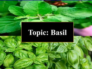 basil.pptx
