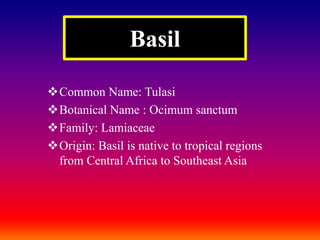 basil.pptx