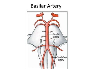 Basilar Artery