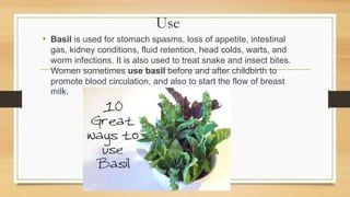Basil by 8a | PPT
