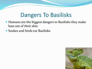 Basilisk programme | PPTX