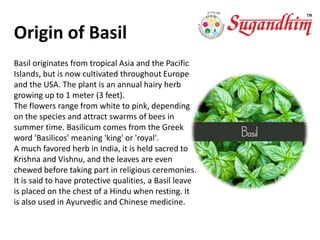 Basil oil | PPTX