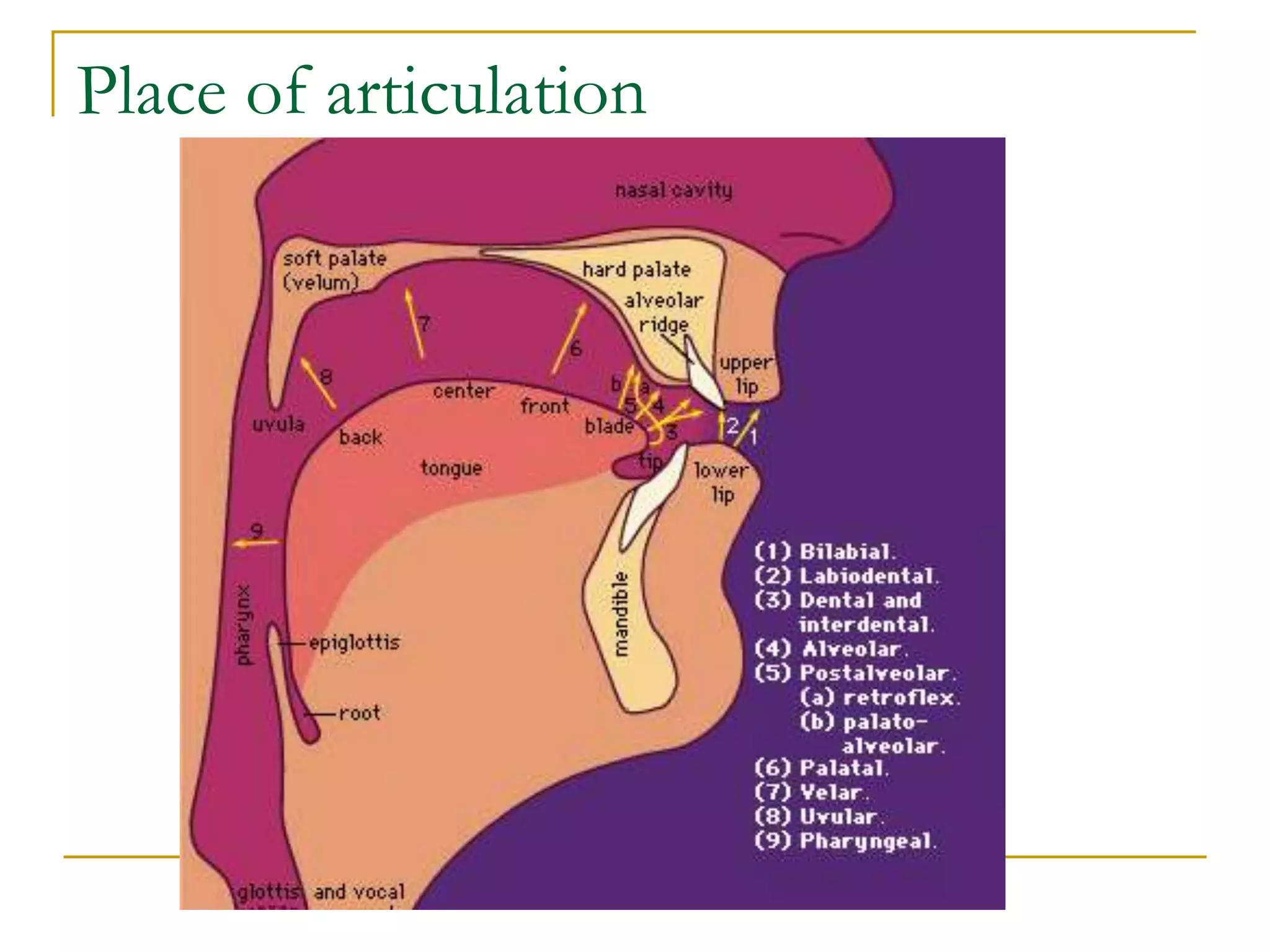 Basil Thomas- Articulatory Phonetics ppt | PPTX
