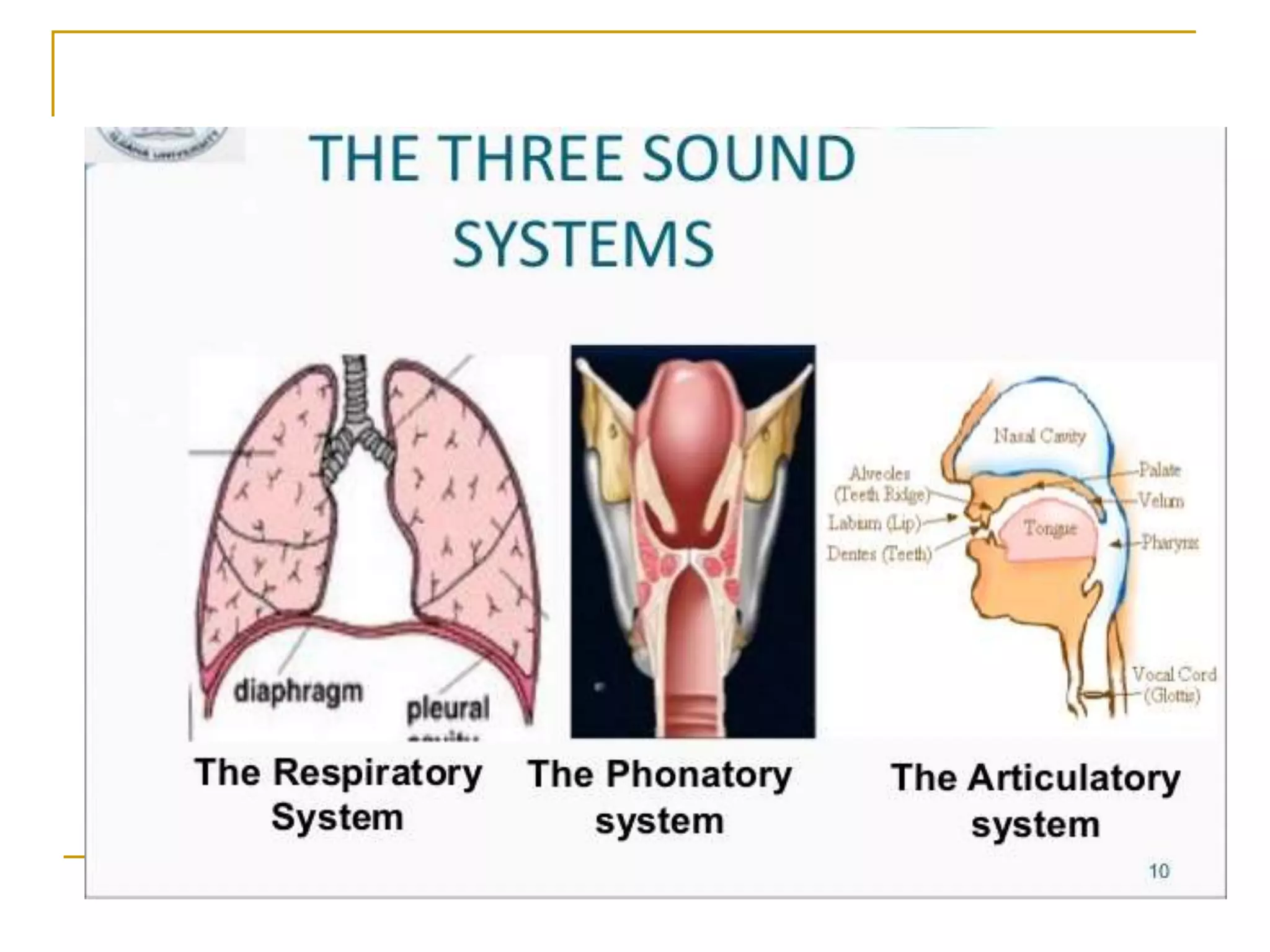 Basil Thomas- Articulatory Phonetics ppt | PPTX