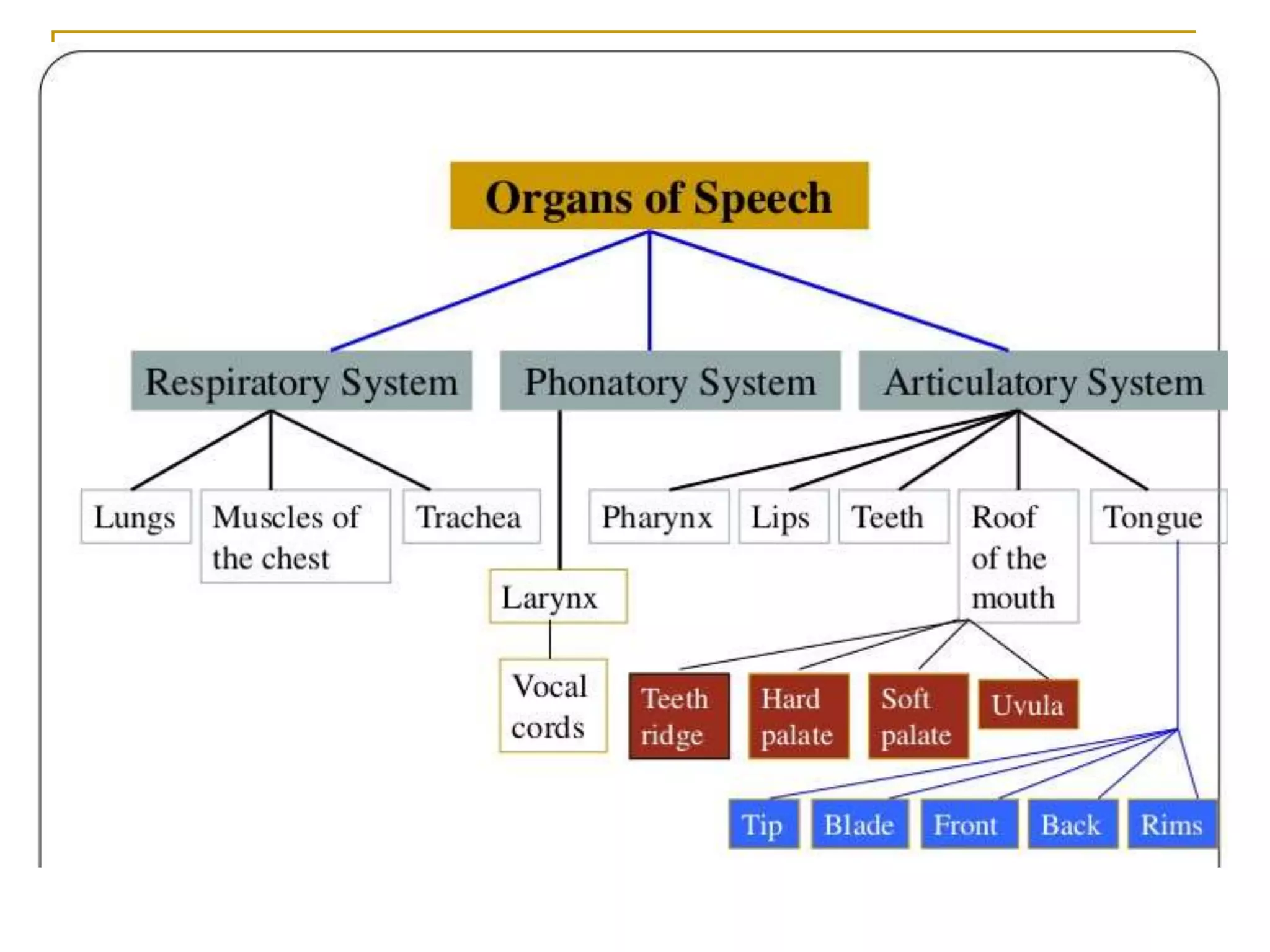 Basil Thomas- Articulatory Phonetics ppt | PPTX