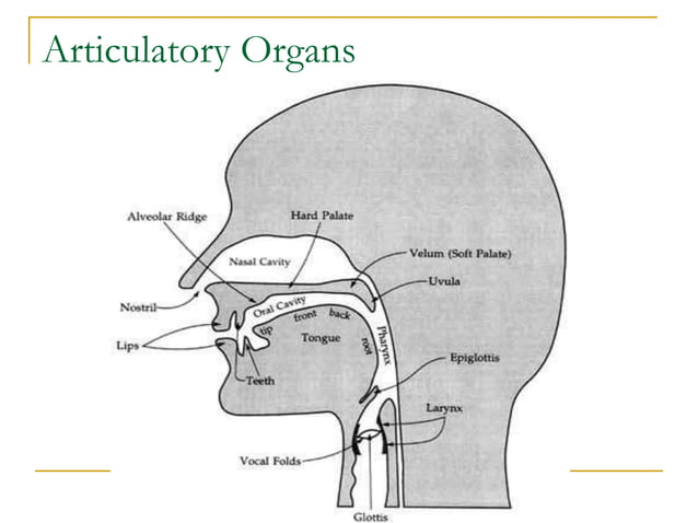 Basil Thomas- Articulatory Phonetics ppt | PPTX