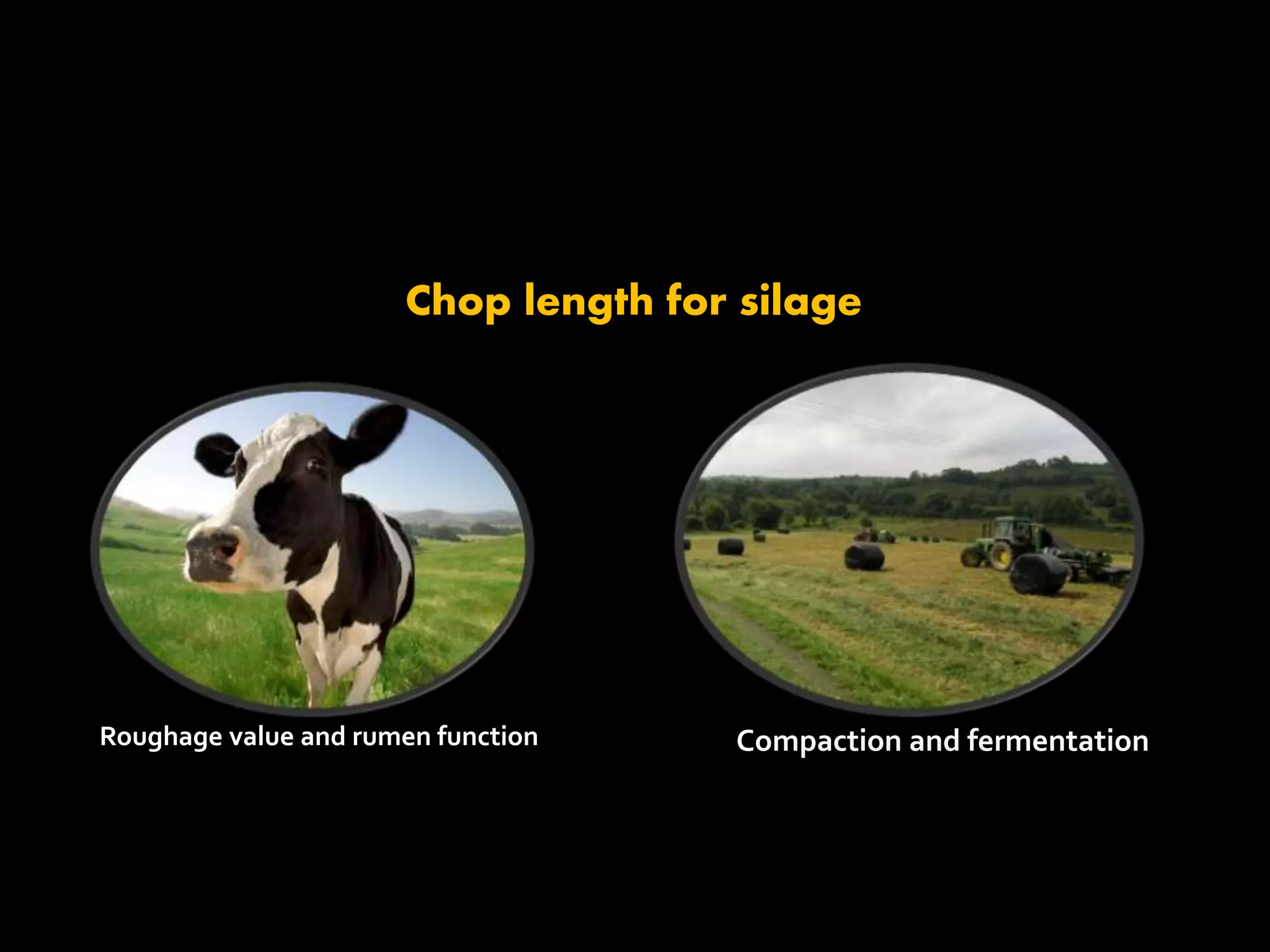 Importance of cut length on silage quality and animal performance ...