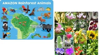 Human environment interaction, Tropical region | PPTX