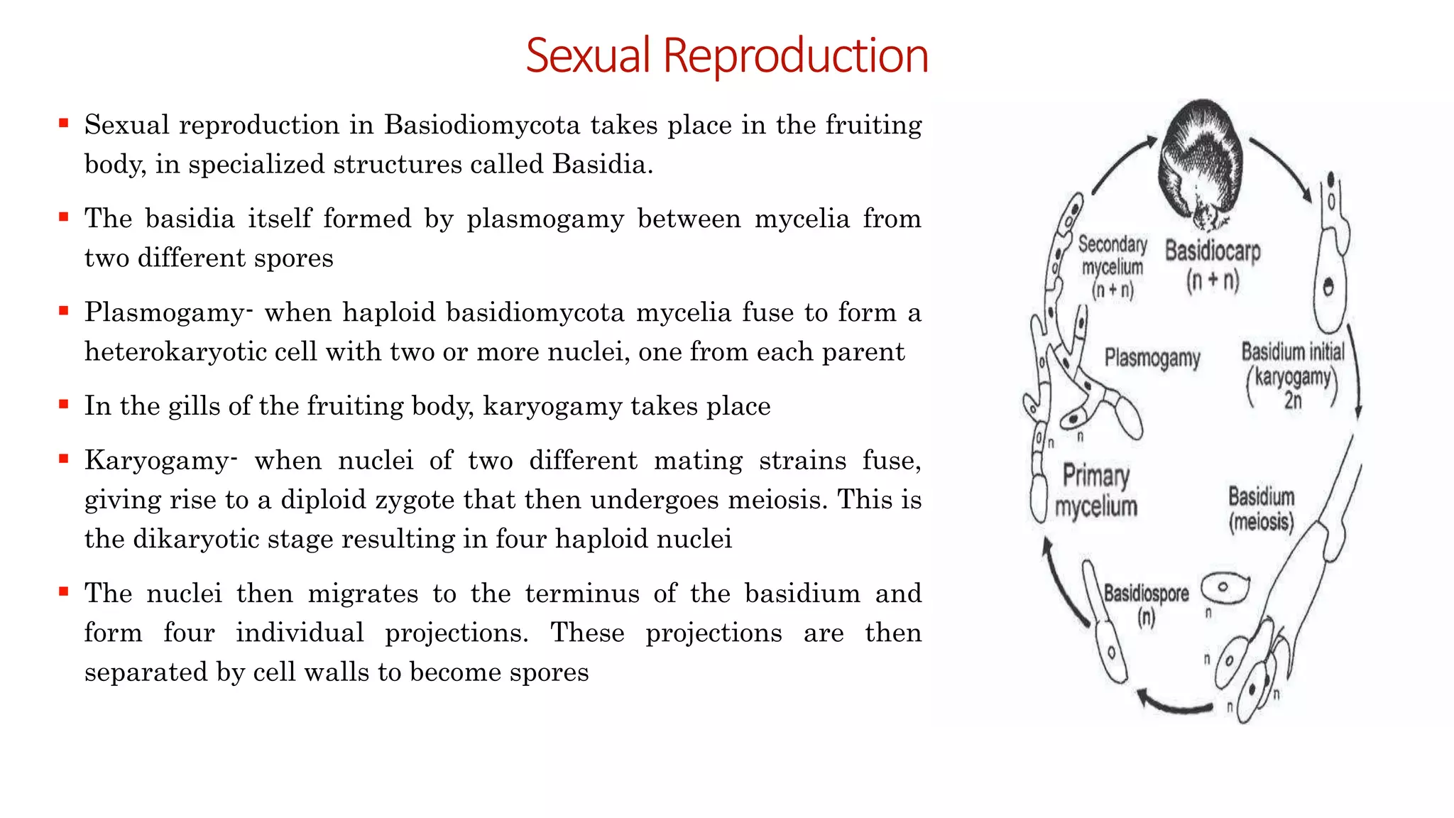 Basiodiomycetes characteristics, classification, reproduction and ...