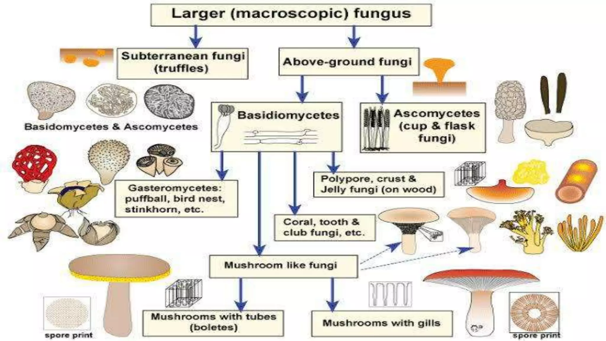 Basiodiomycetes characteristics, classification, reproduction and ...