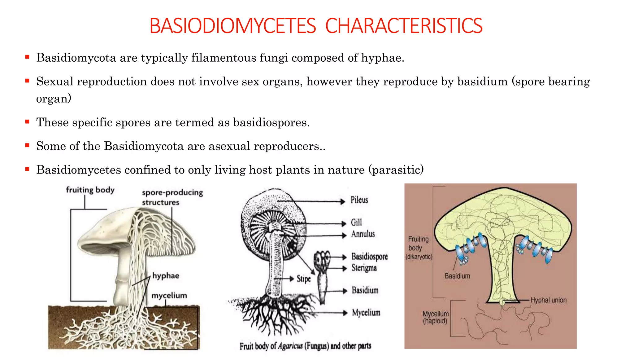 Basiodiomycetes characteristics, classification, reproduction and ...