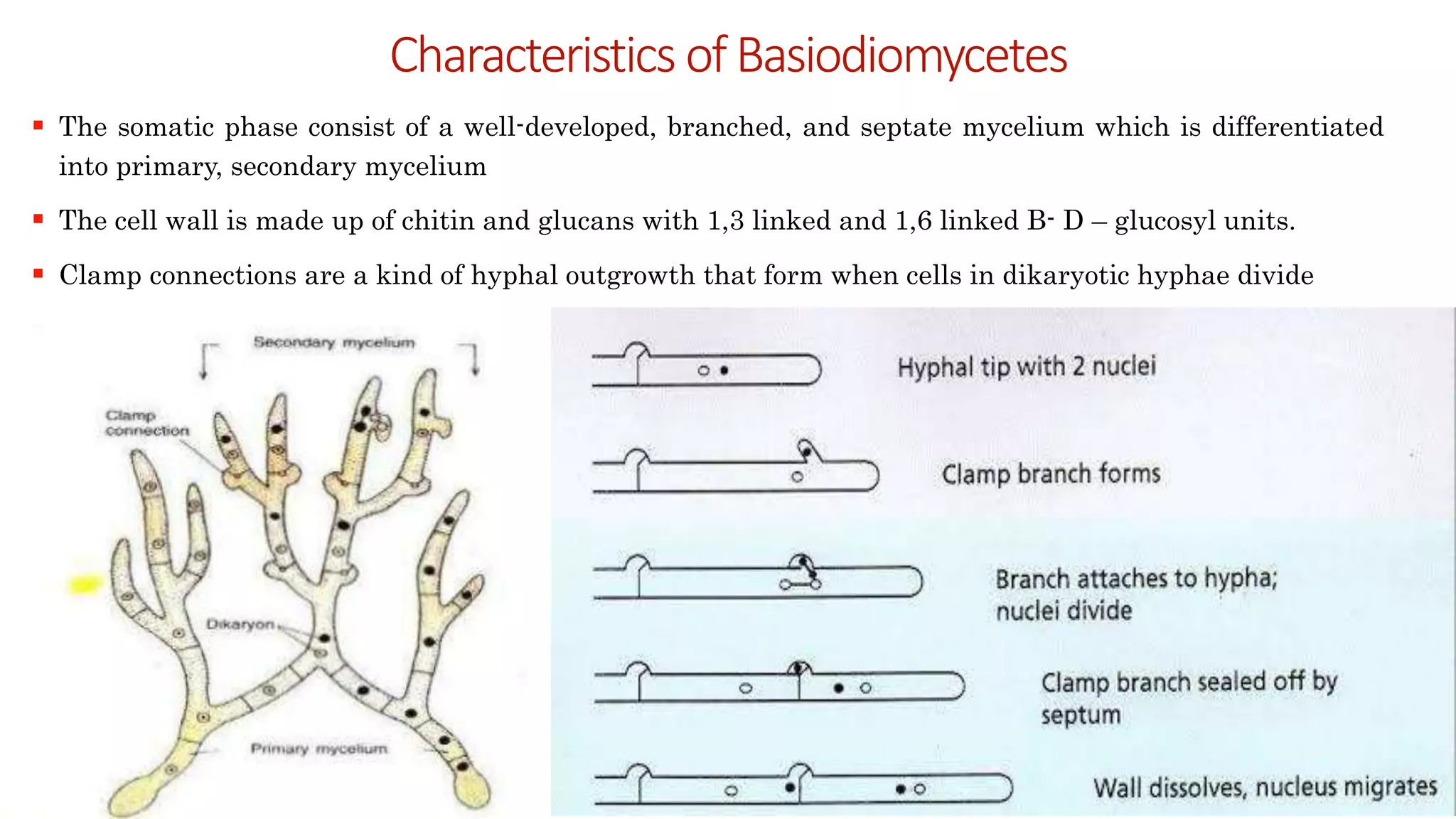 Basiodiomycetes characteristics, classification, reproduction and ...