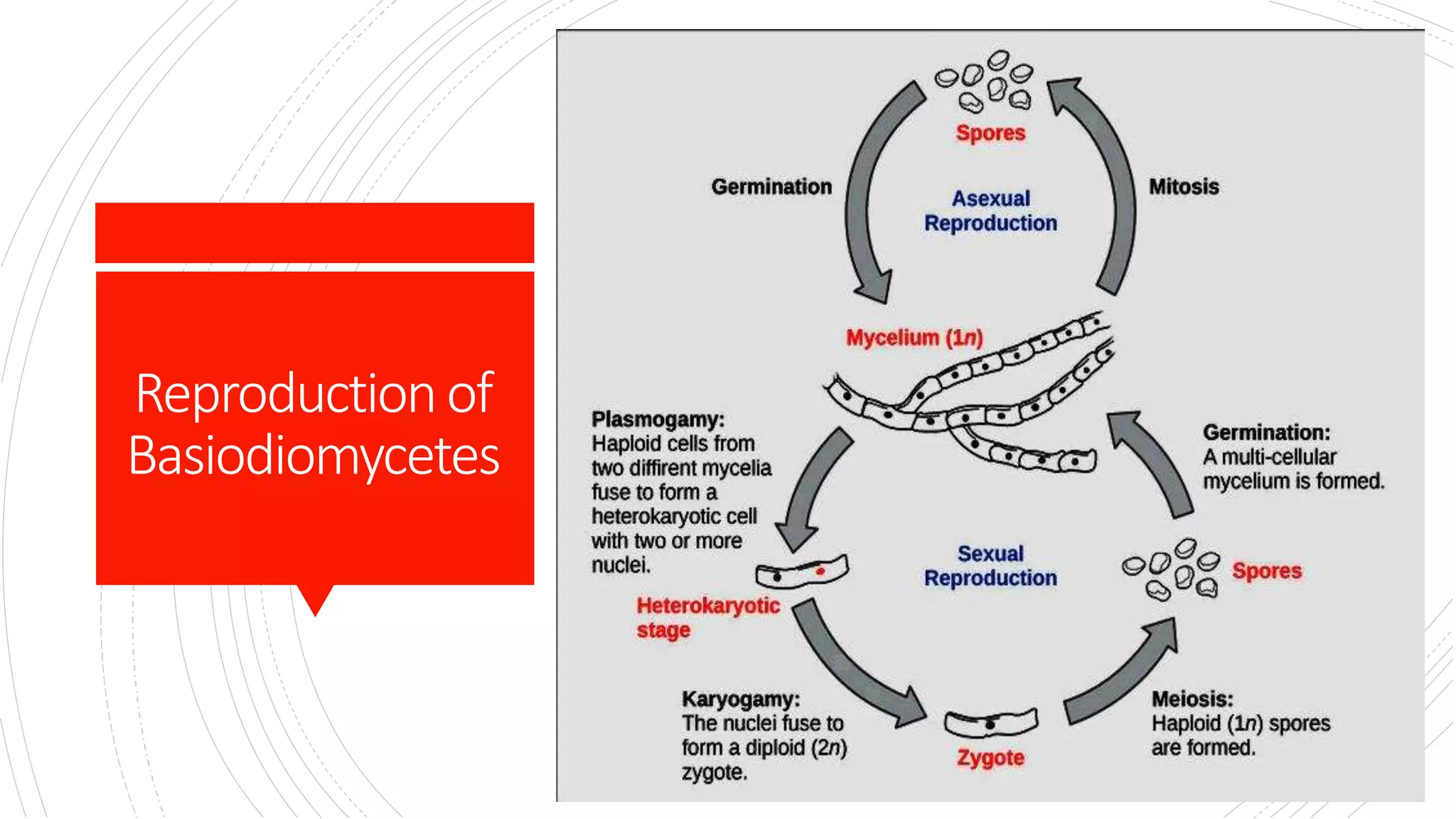 Basiodiomycetes characteristics, classification, reproduction and ...