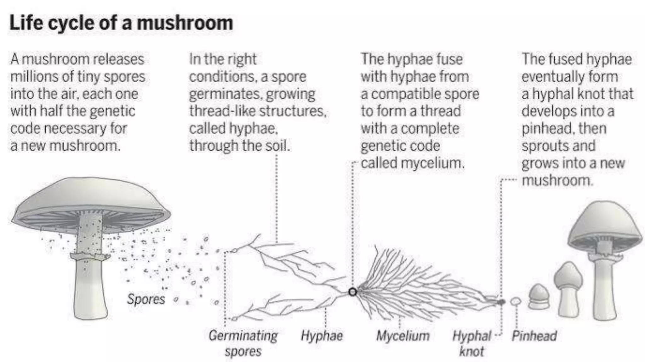 Basiodiomycetes characteristics, classification, reproduction and ...