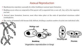 Basiodiomycetes characteristics, classification, reproduction and ...
