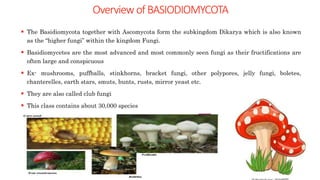 Basiodiomycetes characteristics, classification, reproduction and ...