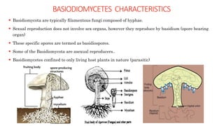 Basiodiomycetes characteristics, classification, reproduction and ...