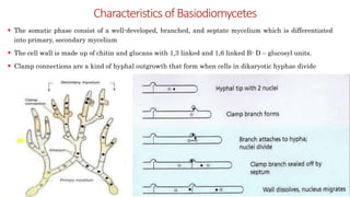 Basiodiomycetes characteristics, classification, reproduction and ...