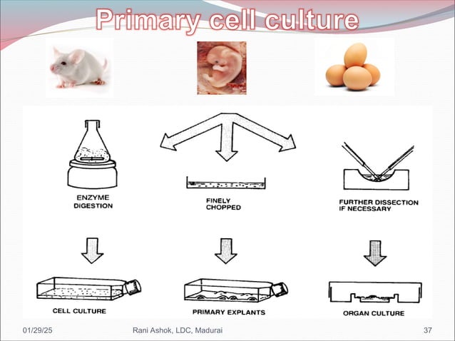 Basis of animal cell culture ZOOLOGY.ppt